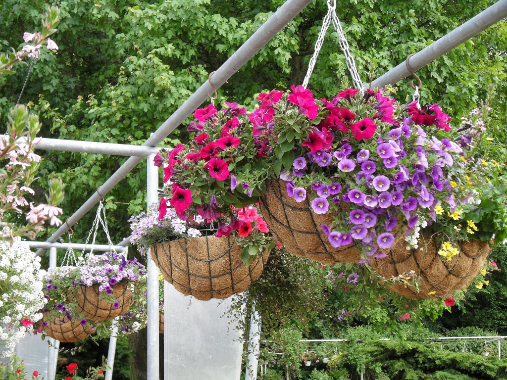 Blumenampeln Fur Draussen