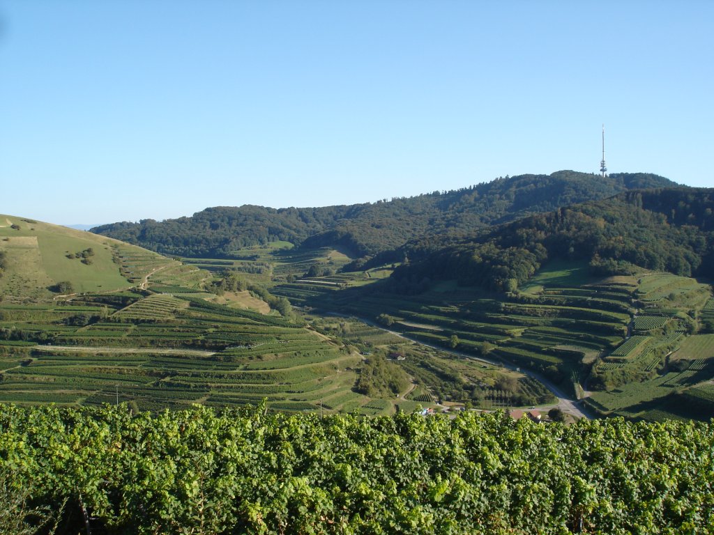 Kaiserstuhl/Baden, oberhalb von Oberbergen, Aug.2008 - Landschaftsfotos.eu