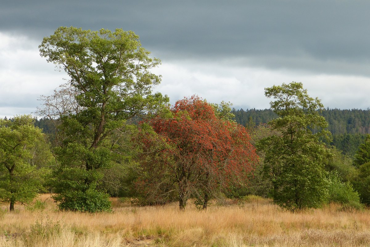 Hohes Venn Fotos - Landschaftsfotos.eu