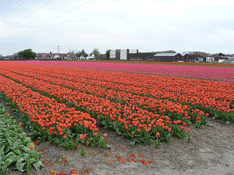 Blumenfelder bei Sassenheim 27-04-2008. - Landschaftsfotos.eu
