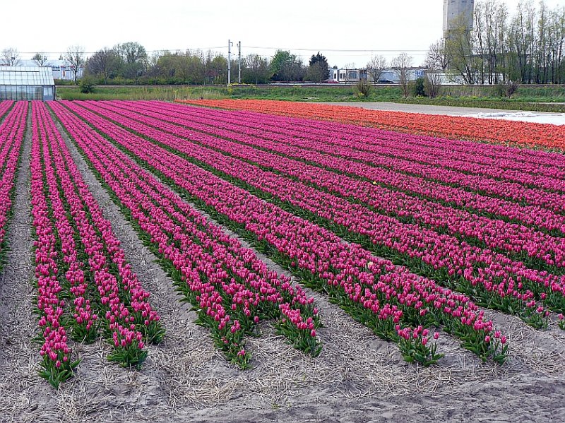 Blumenfelder bei Warmond 27-04-2008. - Landschaftsfotos.eu