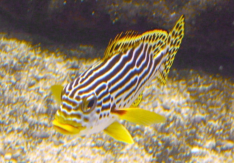 Wassertiere Fotos - Landschaftsfotos.eu