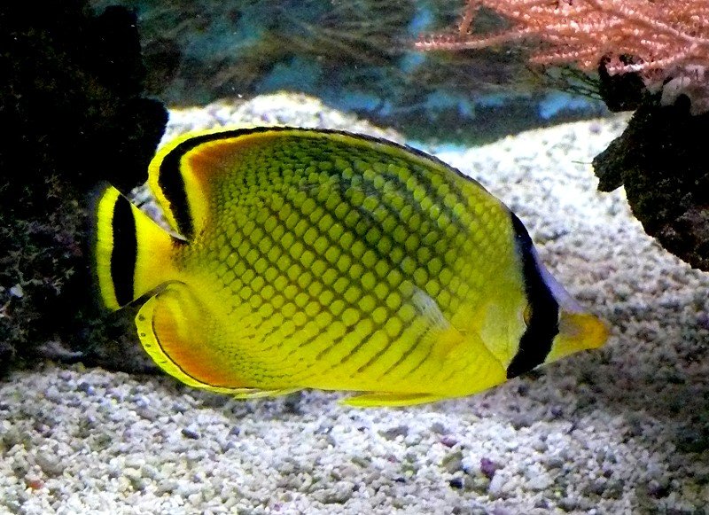 Wassertiere Fotos - Landschaftsfotos.eu