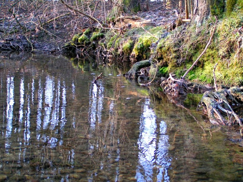 Im Bach; 080210 - Landschaftsfotos.eu