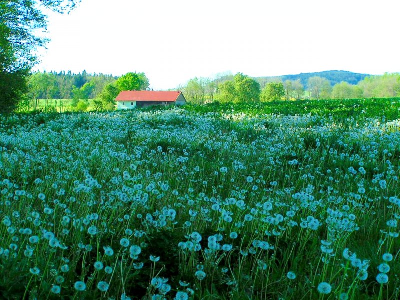 "Pusteblumenwiese" 070501 - Landschaftsfotos.eu