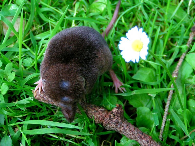 Spitzmaus; 060623 - Landschaftsfotos.eu