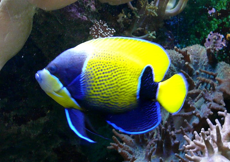 Wassertiere Fotos - Landschaftsfotos.eu